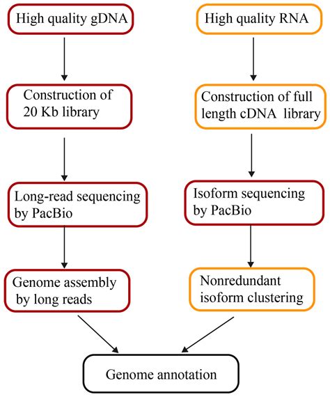 Genome Sequencing And Assembly By Long Reads In Plants