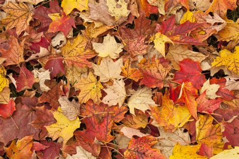 And The Name Of The Next Windows 10 Update Is… The Fall Creators Update Ars Technica