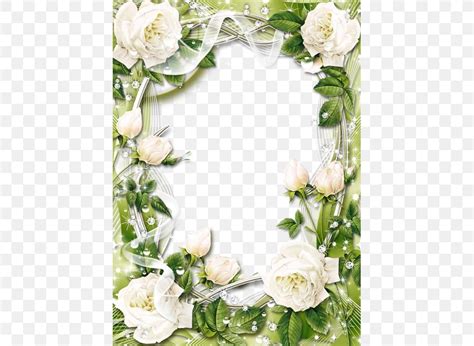 Picture Frame Rose White Clip Art Png 429x600px Picture Frame
