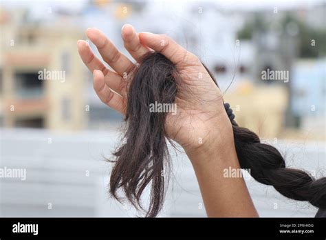 Braided Female Hair With The Tip Of Hairs Held In Hand Beautiful