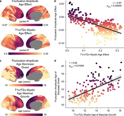 Intrinsic Activity Development Unfolds Along A Sensorimotor Association Cortical Axis In Youth Pmc