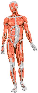 Anatomie Sistemul Muscular Muschii