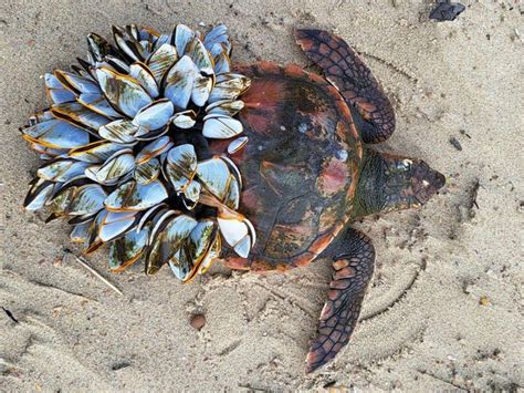 A Tiny Loggerhead Turtle Covered In Barnacles Was Found On Ninety Mile Beach And Lovingly