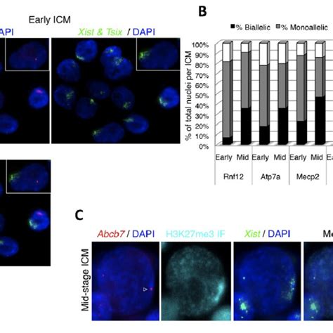 Mid Stage Inner Cell Masses Icms Exhibit Increasing Xp Linked Gene
