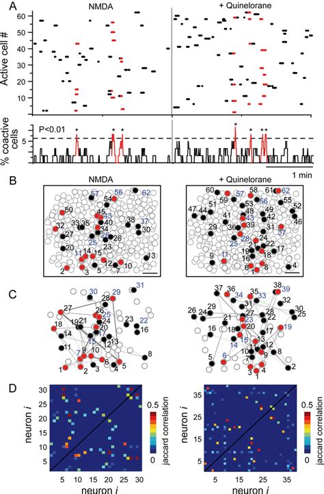 D 2 Class Receptor Modulation Of Striatal Microcircuit Activity A