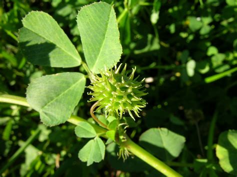Medicago Polymorpha Fruit Nwp2 Introduced Cool Season An Flickr