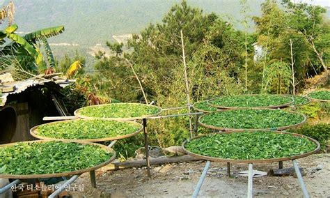 티의 세계 세계의 티 중국 6대 분류의 티 가공 백차 ‘인위를 줄이고 ‘무위의 향미를 담은 백차