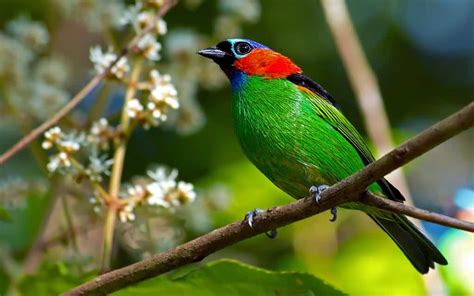 Red Necked Tanager Tangara Cyanocephala Focusing On Wildlife
