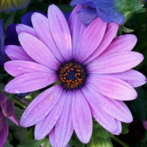 Nyder Du Også Det Gode Vejr Grith Lygum