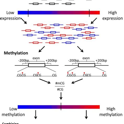 The Difference In Methylation Between Exons And Introns Is Download Scientific Diagram