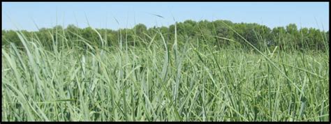 The Management And Use Of Switchgrass In Georgia Caes Field Report