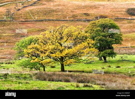 A Cluster Of Trees In A Field Begin To Show Their Autumn Colours Stock Photo Alamy