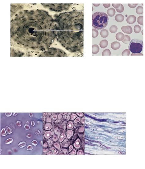 Lab Histology 7 Diagram Quizlet