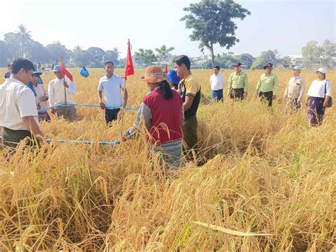 ပြည်ကြီးတံခွန်မြို့နယ်တွင် မိုးစပါးစံကွက်ရိတ်သိမ်းပွဲ ကျင်းပ Information And Public Relations