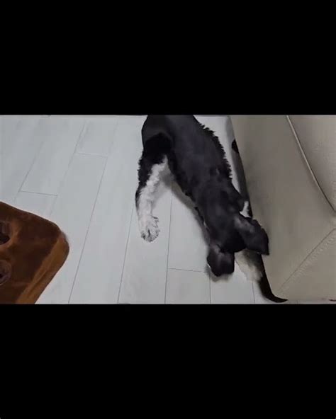 소듕해~~ 내 빨간바구니♡ 딸기바구니 슈나 강아지 귀욤뽀작 Youtube