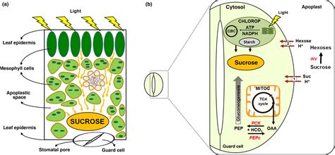 Guard Cell