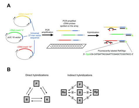 Schematic Representation Of The Experimental Design A Human CDNA Download Scientific Diagram