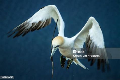 북부 가넷 비행 헬 고 랜드 새 식민지 아름 다운 새 둥지에서 북부 가넷 새 절벽 바다를 배경으로 비행 중에 새에 새 둥지 재료 교미에 대한 스톡 사진 및 기타 이미지