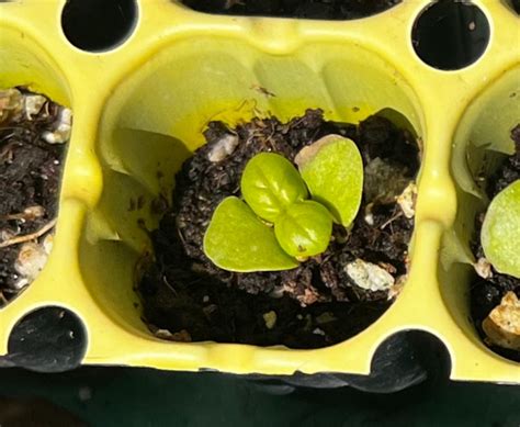 바질 새싹 잎이 갈색으로 말라가요 지식in