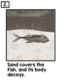 Steps Of Fossilization Poster Set EL Education Grade 2 M2 U2 L7