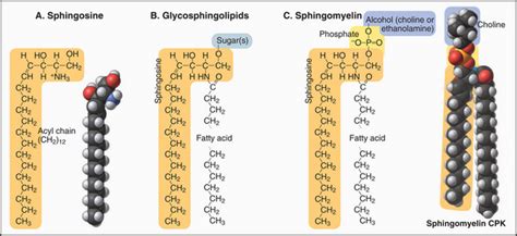 Sphingosine Vs Glycerol