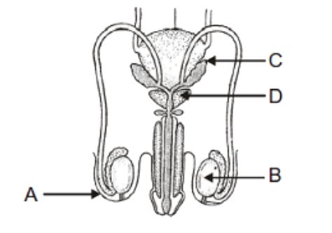 Identify A B C And D In A Given Diagram And Select The Correct Stateme