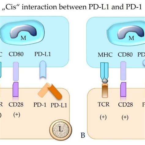 The Binding Between Pd L1 And Pd 1 Molecules That Are Expressed On The