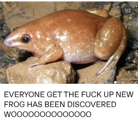 Smiling Friends Peanuts Dance Fan Animation Rsmilingfriends