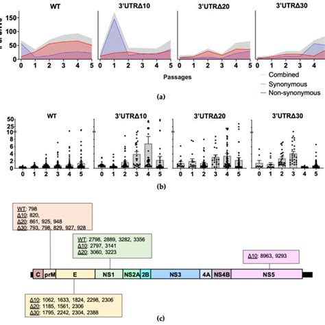 Single Nucleotide Variant Snv Analysis Of Each Virus Sequence A