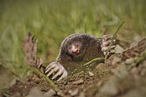 Mole Images Free Photos Png Stickers Wallpapers And Backgrounds