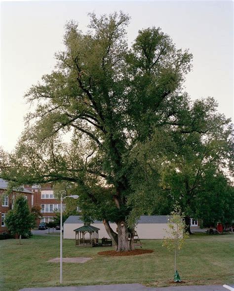 14 Best Types Of Elm Trees Elm Tree Identification Guide