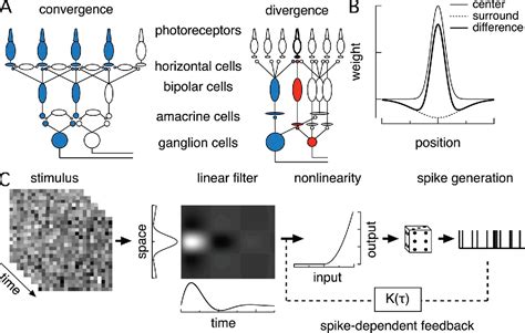 Figure 1 From Nonlinear Spatial Encoding By Retinal Ganglion Cells