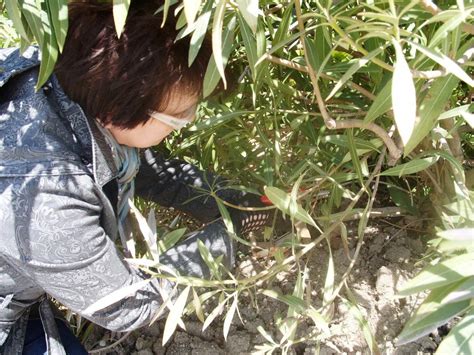 Features Of Pruning Shrubs Part 4