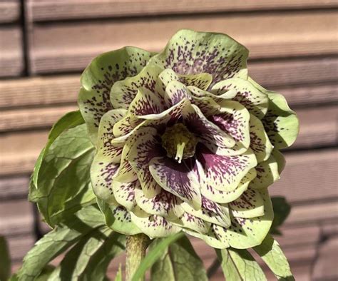 広瀬園芸 注文 クリスマスローズ グリーンブロッチdd