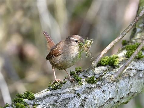 Wren Nesting In The Uk A Complete Guide Birdfact