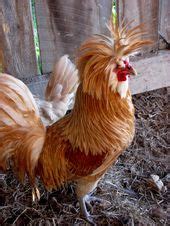 Gallo Con Coleta Random