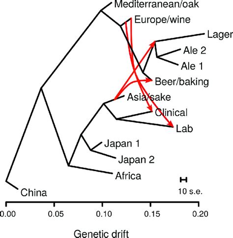 admixture graph of population relationships shows admixture from the