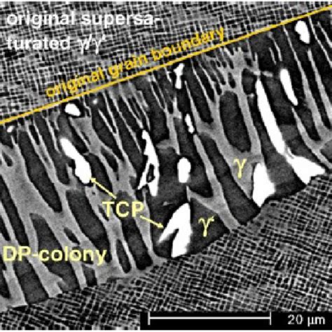 Sem Image Of The Developed Tcp Phases In Astral 20 Alloy Aged 1000 H At