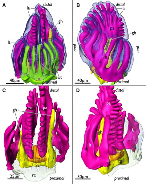 Segmentation Based 3d Reconstruction Of A Very Late Budding Stage Of