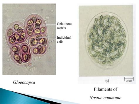 Ppt Cyanobacteria Powerpoint Presentation Free Download Id 3804593