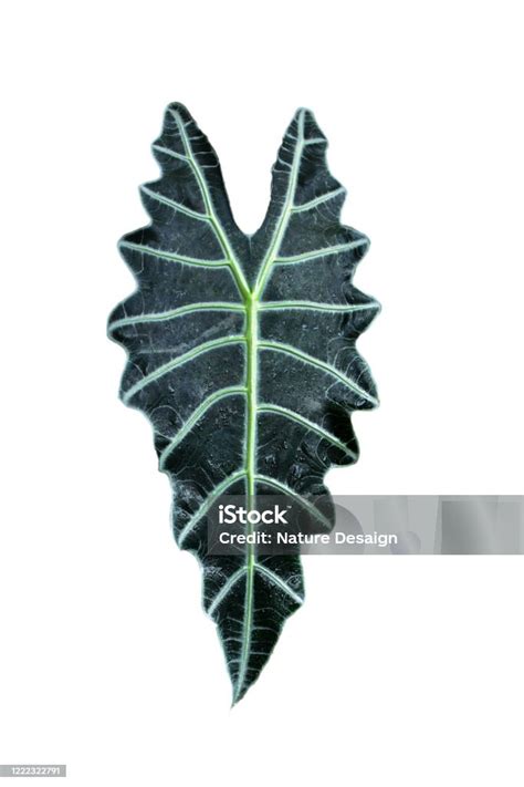 코끼리 귀 또는 타로 의 큰 하트 모양의 녹색 잎은 흰색 배경에 고립 된 열대 단풍 식물 클리핑 경로가 포함되어 있습니다 0명에 대한 스톡 사진 및 기타 이미지 Istock