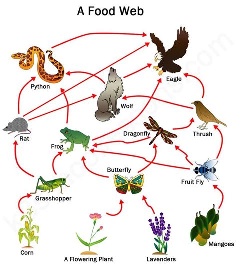 Food Web Diagram With Animals And Plants