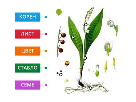 Делови биљке Labelled Diagram
