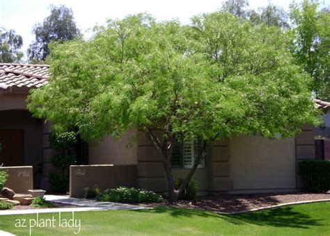 Lysiloma Watsonii Feather Tree Desert Landscaping Desert Trees