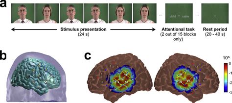 A Schematic Representation Of One Cycle Of The Block Design Stimulus