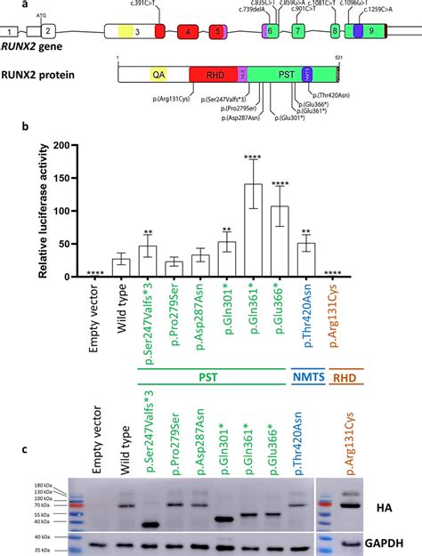 Functional Analysis Of Runx2 Mutations Included In This Study A