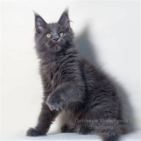 Чем кормить котенка 4 месяца мейн куна Корм для котят мейн куна как правильно кормить котенка