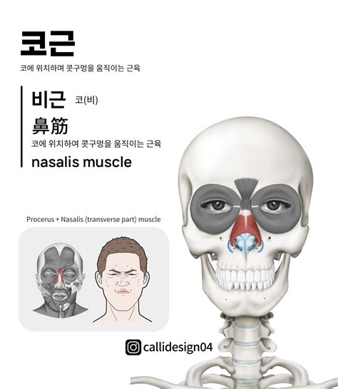 의학그림 메디컬 일러스트 Callidesign On Instagram 캘리일러스트와 함께 근육공부 코근 비근 Nasalis Muscle 근육그림과 명칭 일러스트