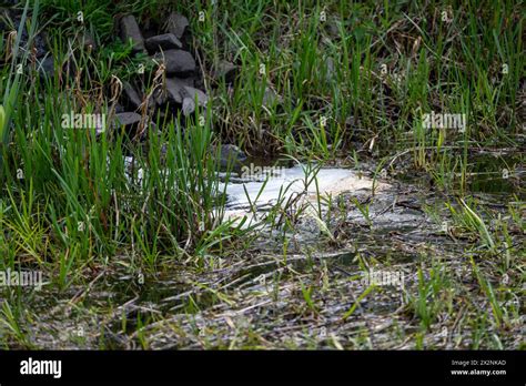 Overflow Water From A Nearby Canal Spilling Into A Reservoir Pond Via A
