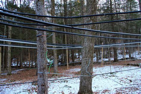 Sugar Maple Acer Saccharum The Ufor Nursery And Lab